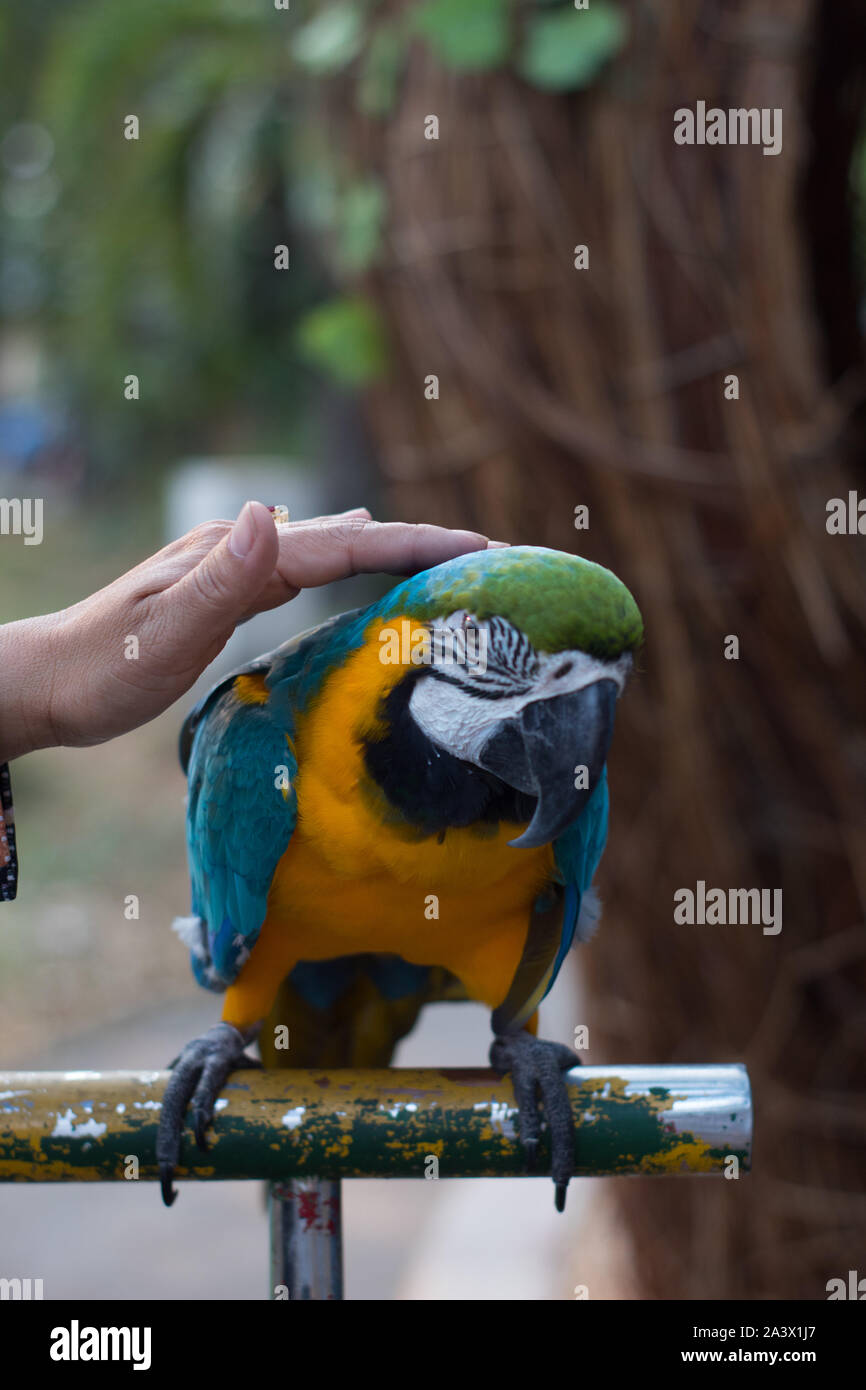 Polynesian parrot hi-res stock photography and images - Alamy
