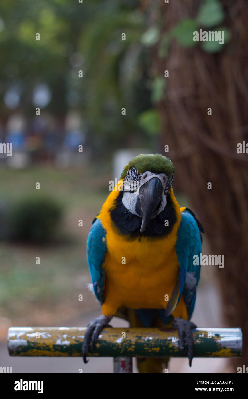 Polynesian parrot hi-res stock photography and images - Alamy