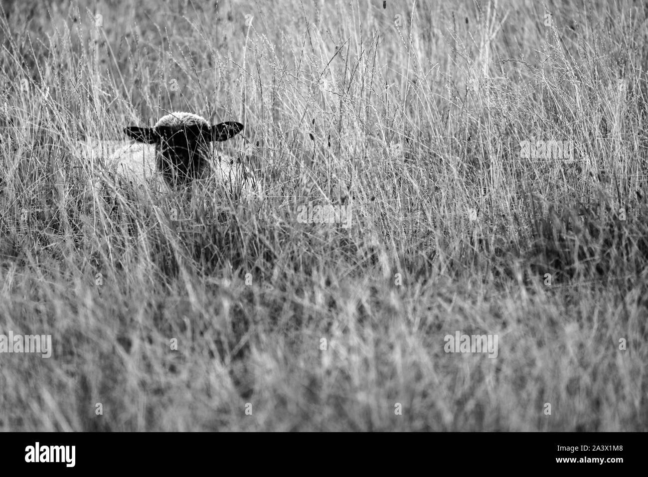 German lamb Black and White Stock Photos & Images - Alamy