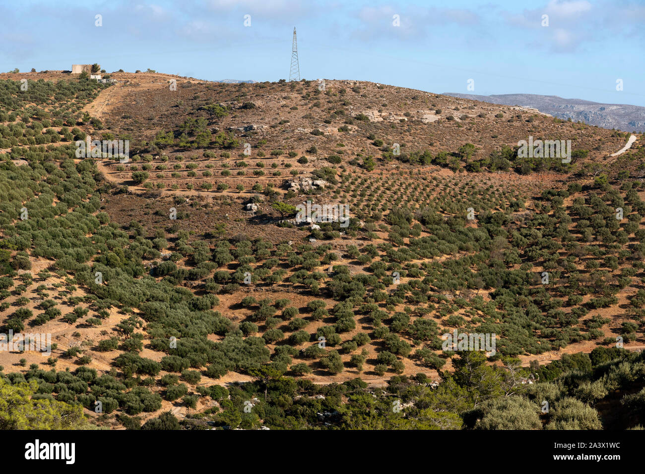 Mountainous olive tree's hi-res stock photography and images - Alamy