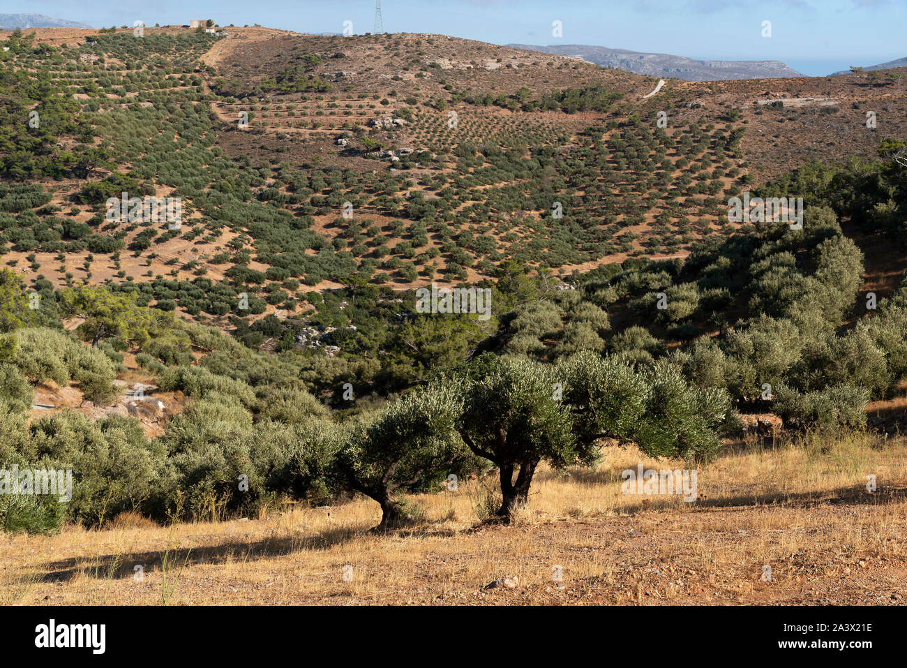 Mountainous olive tree's hi-res stock photography and images - Alamy