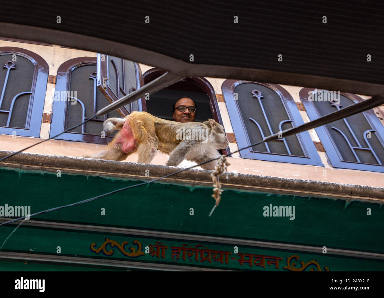 Indian man looking at a monkey on his window, Rajasthan, Jaipur, India ...