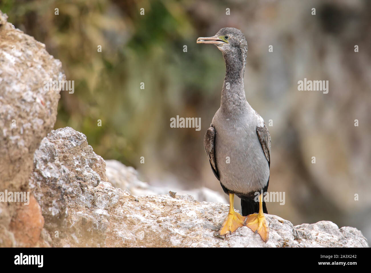 Spotted shag (Phalacrocorax punctatus) at Taiaroa Head, Otago Peninsula, New Zealand. It is ...
