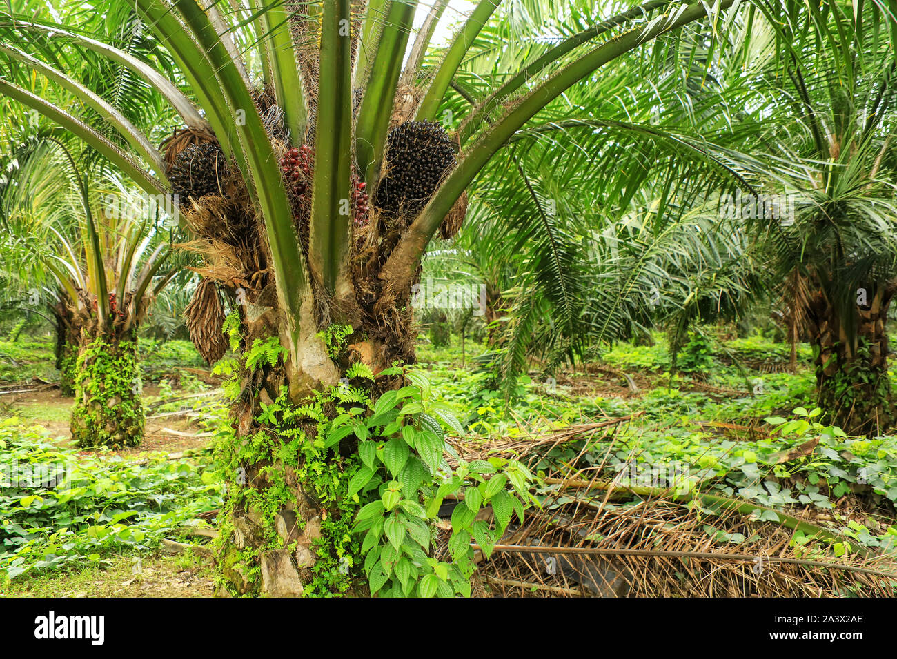 Asia Oil Palm Cultivation High Resolution Stock Photography and Images ...