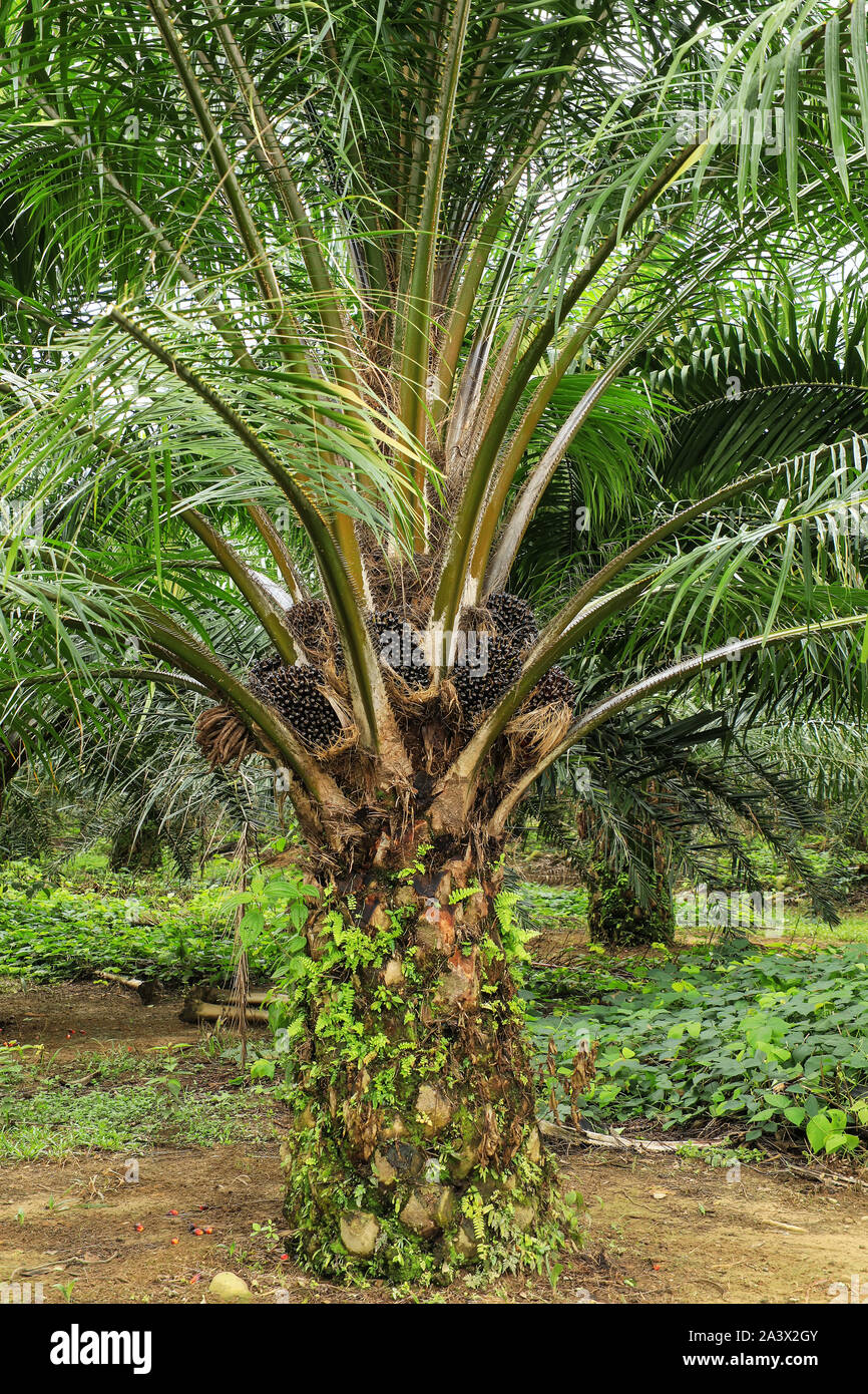 Oil palm tree hi-res stock photography and images - Alamy