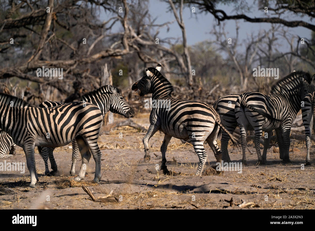 Stampeding Burchell's Zebras stunning animals seen whilst on safari ...