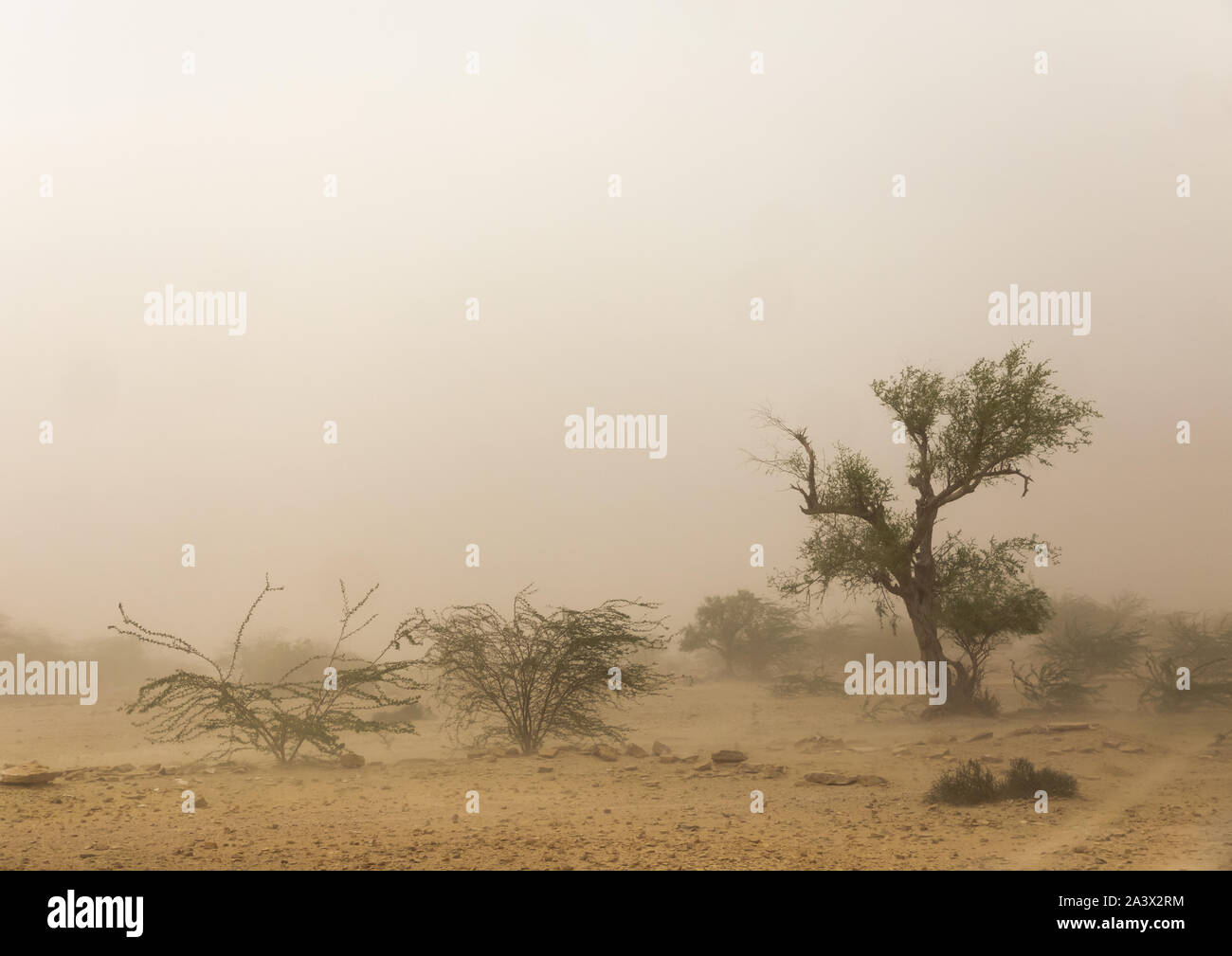 Sand storm in the desert, Rajasthan, Jaisalmer, India Stock Photo - Alamy