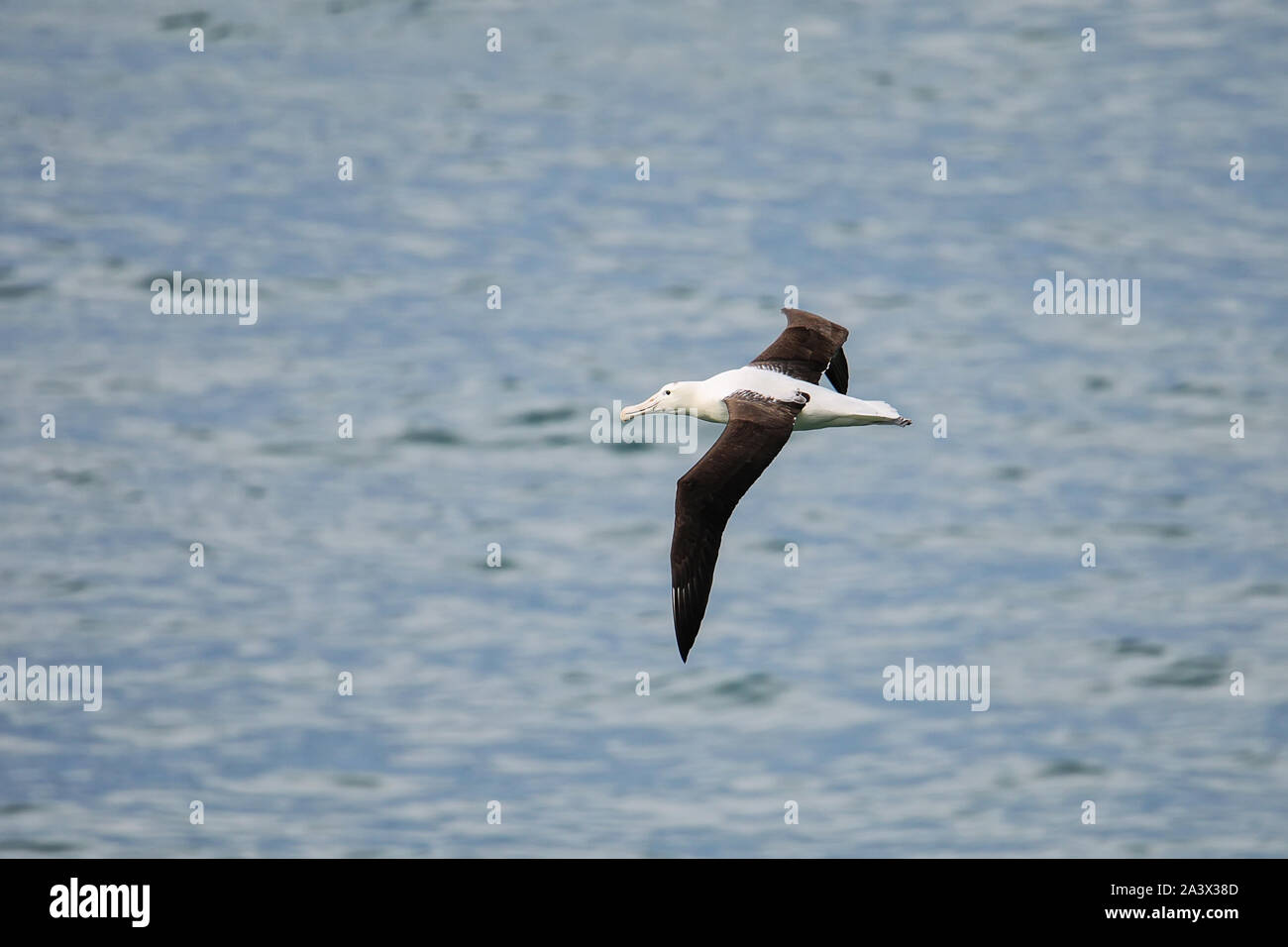 Royal albatross new zealand hi-res stock photography and images - Alamy