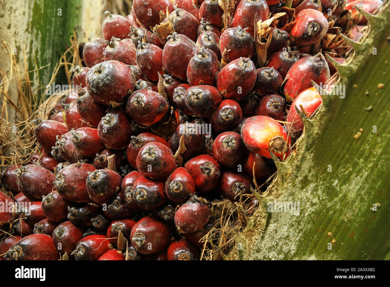 Palm Oil Fruit