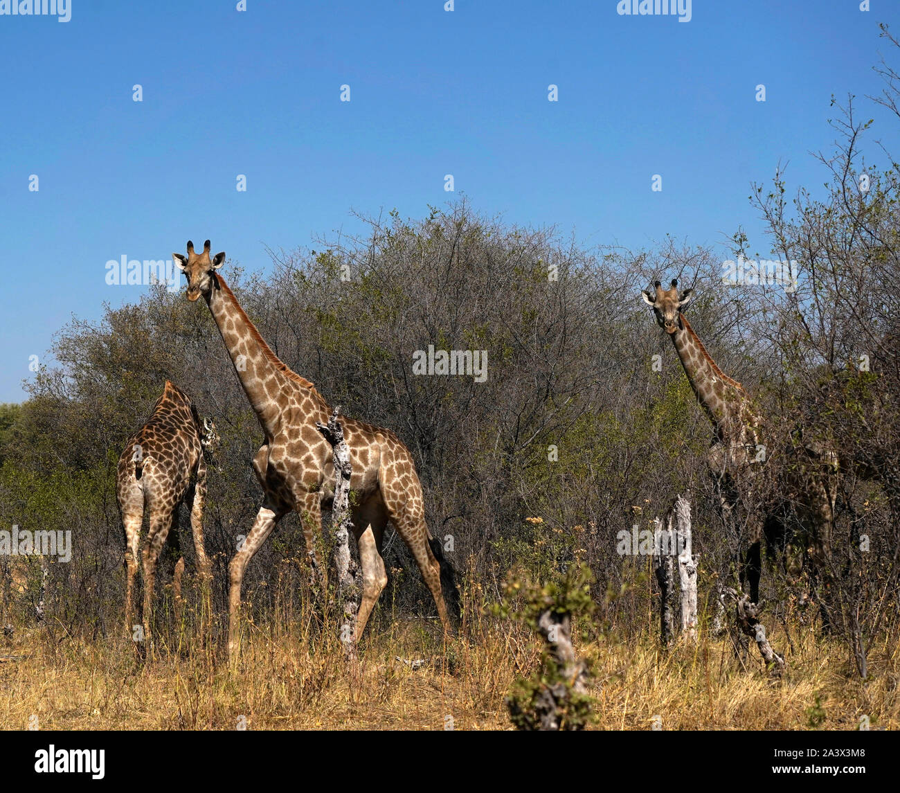 Tall & Elegant the stunning Southern Giraffes wild & free Stock Photo ...