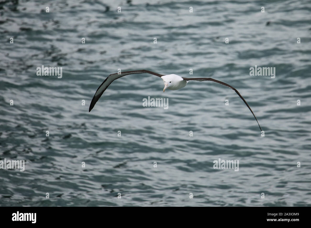 Otago peninsula albatross hi-res stock photography and images - Alamy