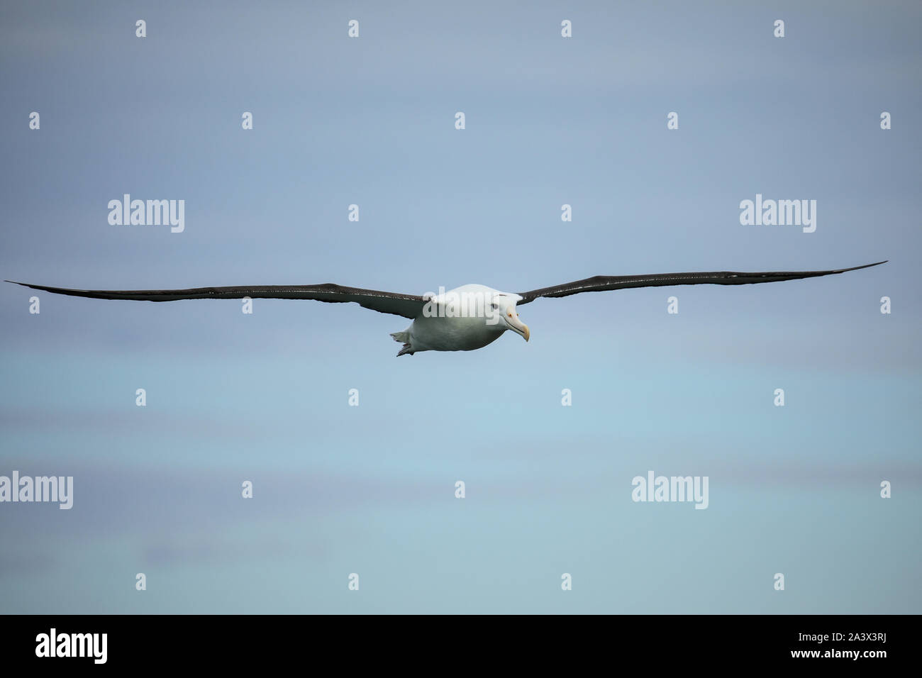 Royal albatross hi-res stock photography and images - Alamy