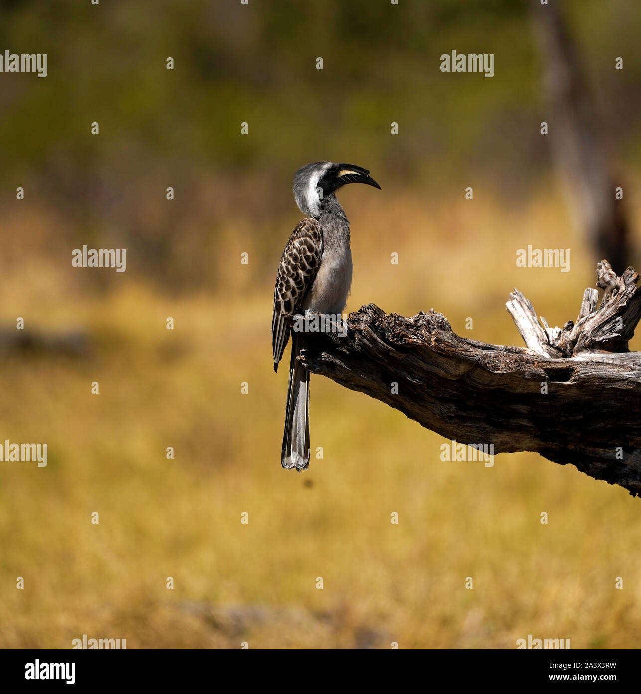 African birdlife is very colourful and beautiful Stock Photo - Alamy