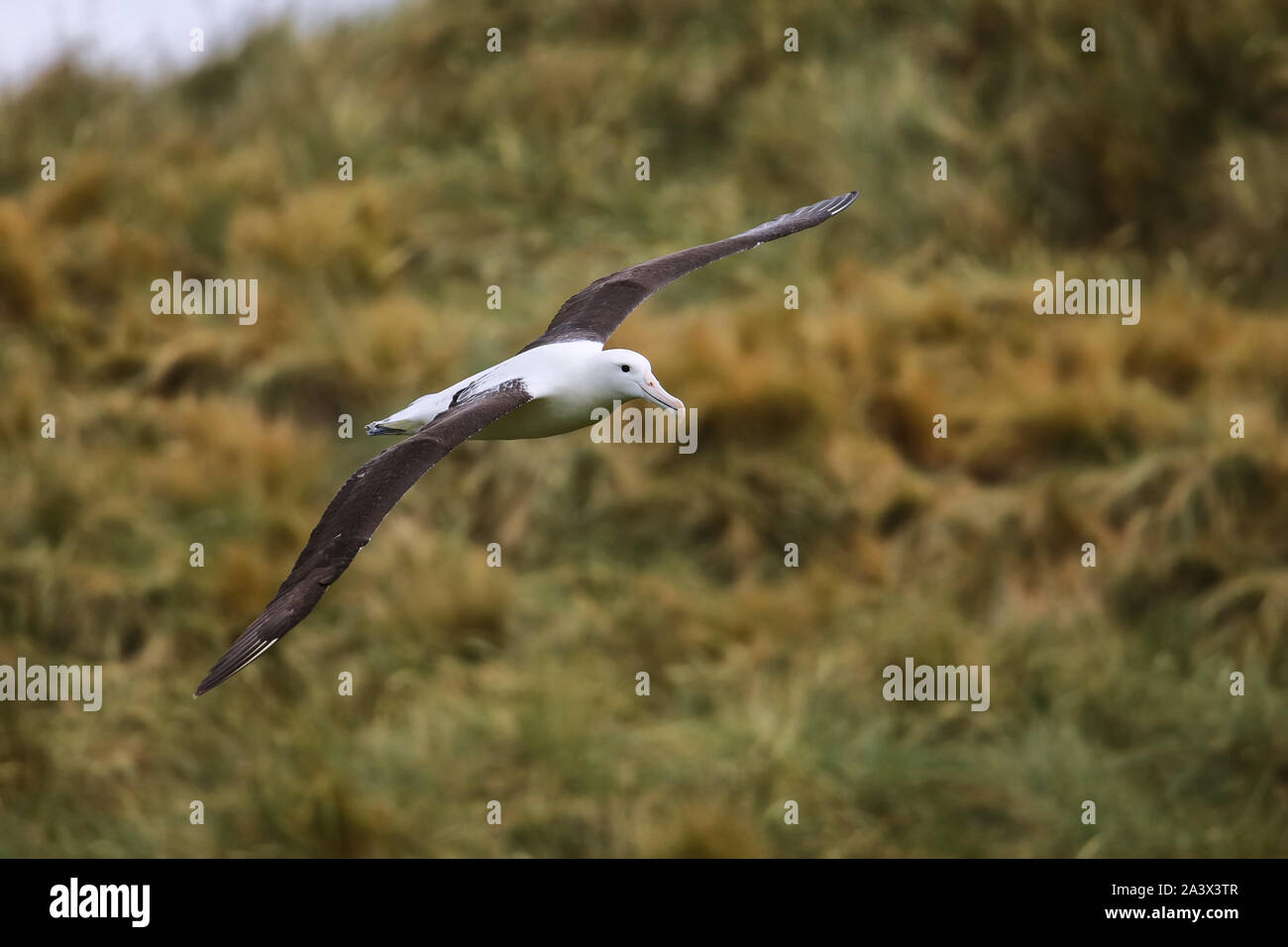 Royal albatross center dunedin hi-res stock photography and images - Alamy