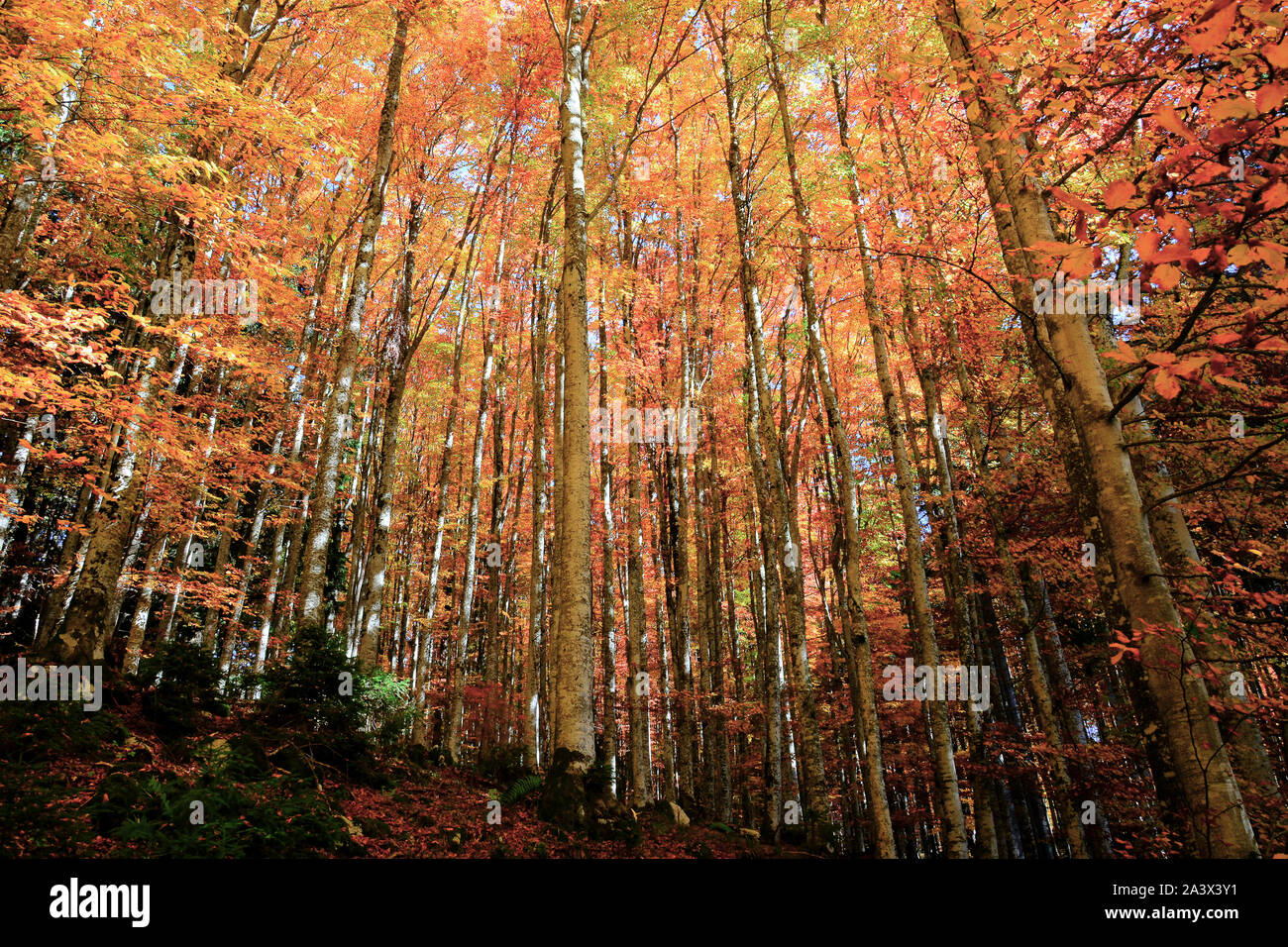 Montreal lake saskatchewan hi-res stock photography and images - Alamy
