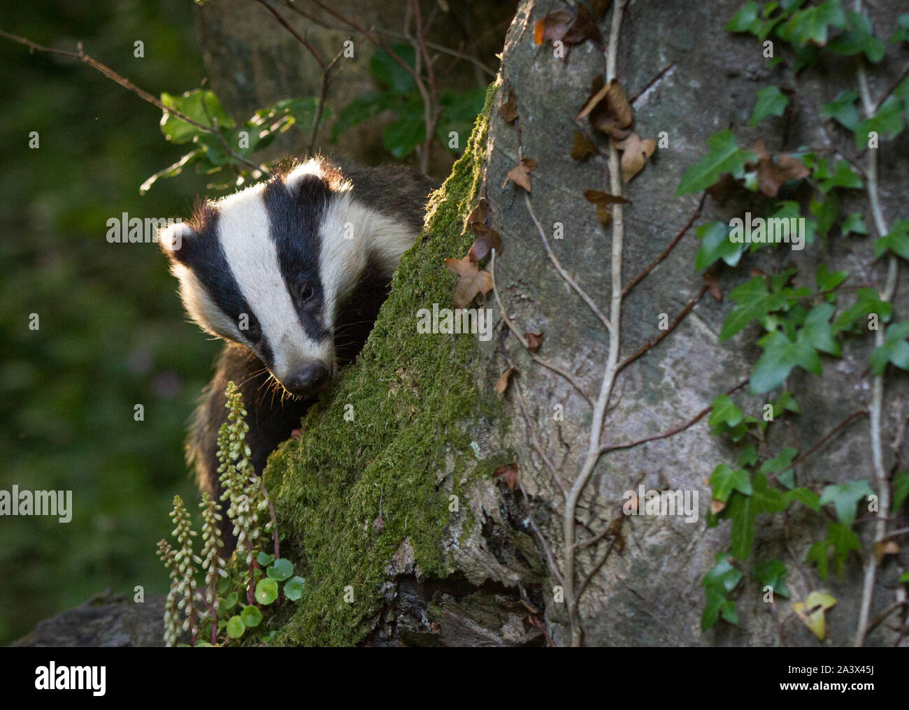 Peering around tree hi-res stock photography and images - Alamy
