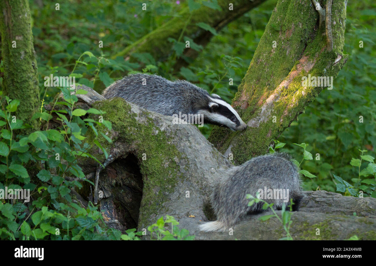 Badger cubs hi-res stock photography and images - Alamy