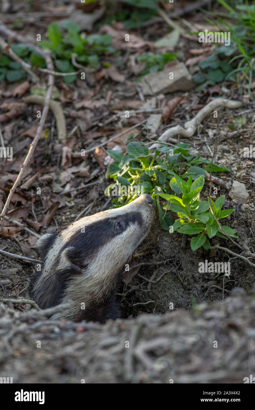 Badger Hide High Resolution Stock Photography and Images - Alamy