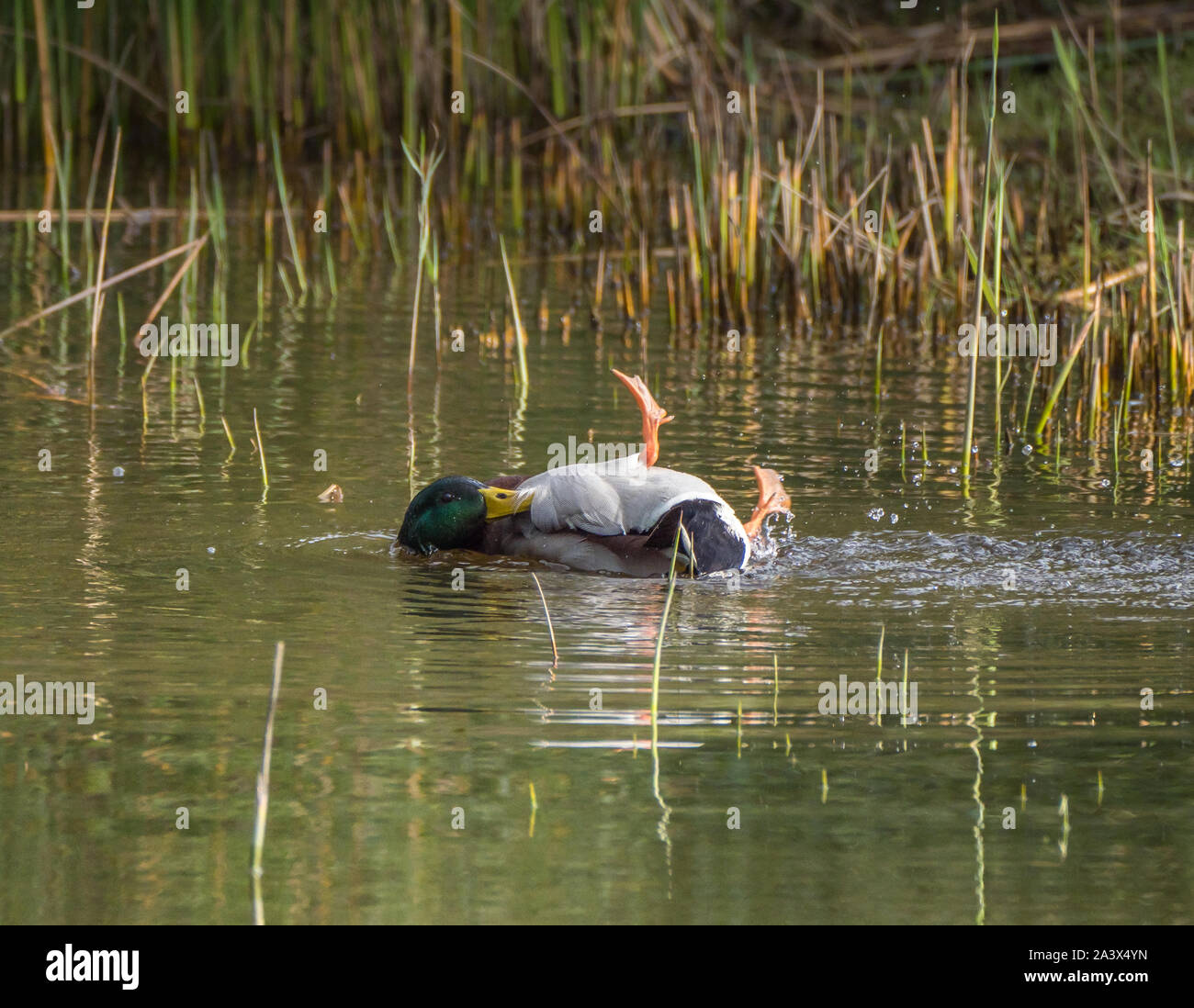 Mallard duck upside down hi-res stock photography and images - Alamy