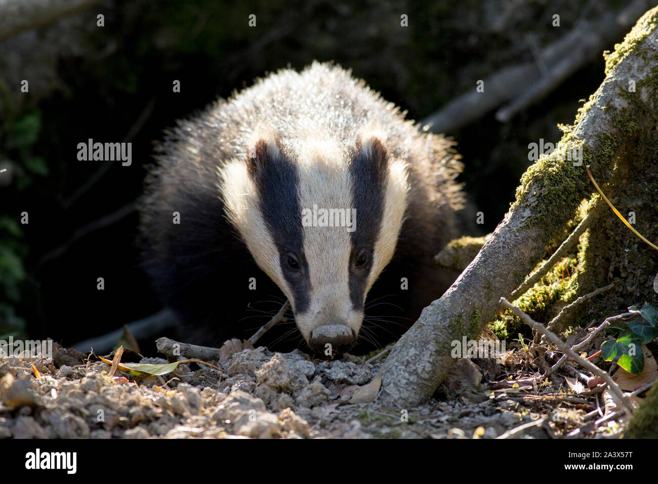 Badger Hide High Resolution Stock Photography and Images - Alamy