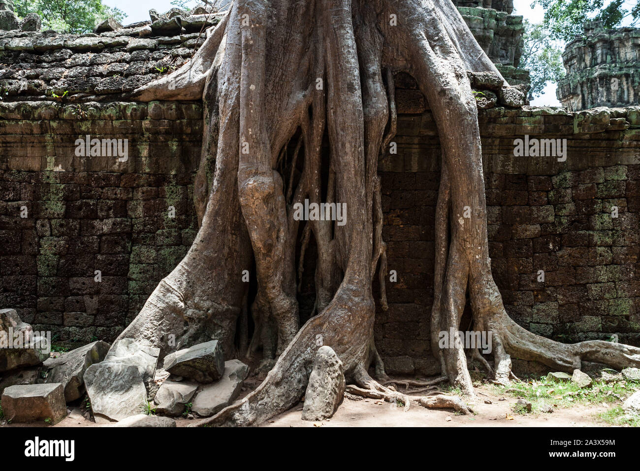 Fig tree roots hi-res stock photography and images - Alamy