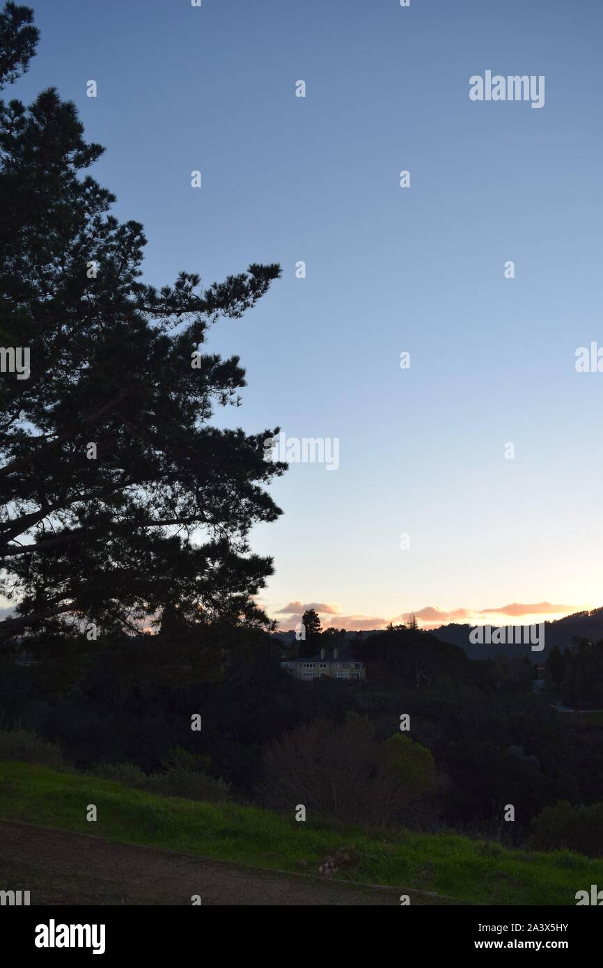 Tree in front of sunset Stock Photo - Alamy