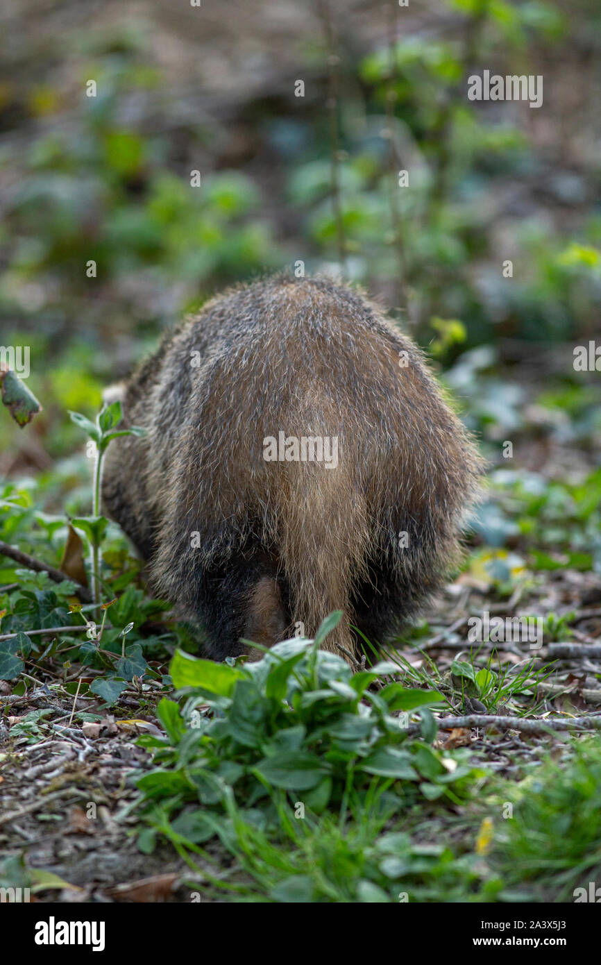 Rear view European Badger Stock Photo - Alamy