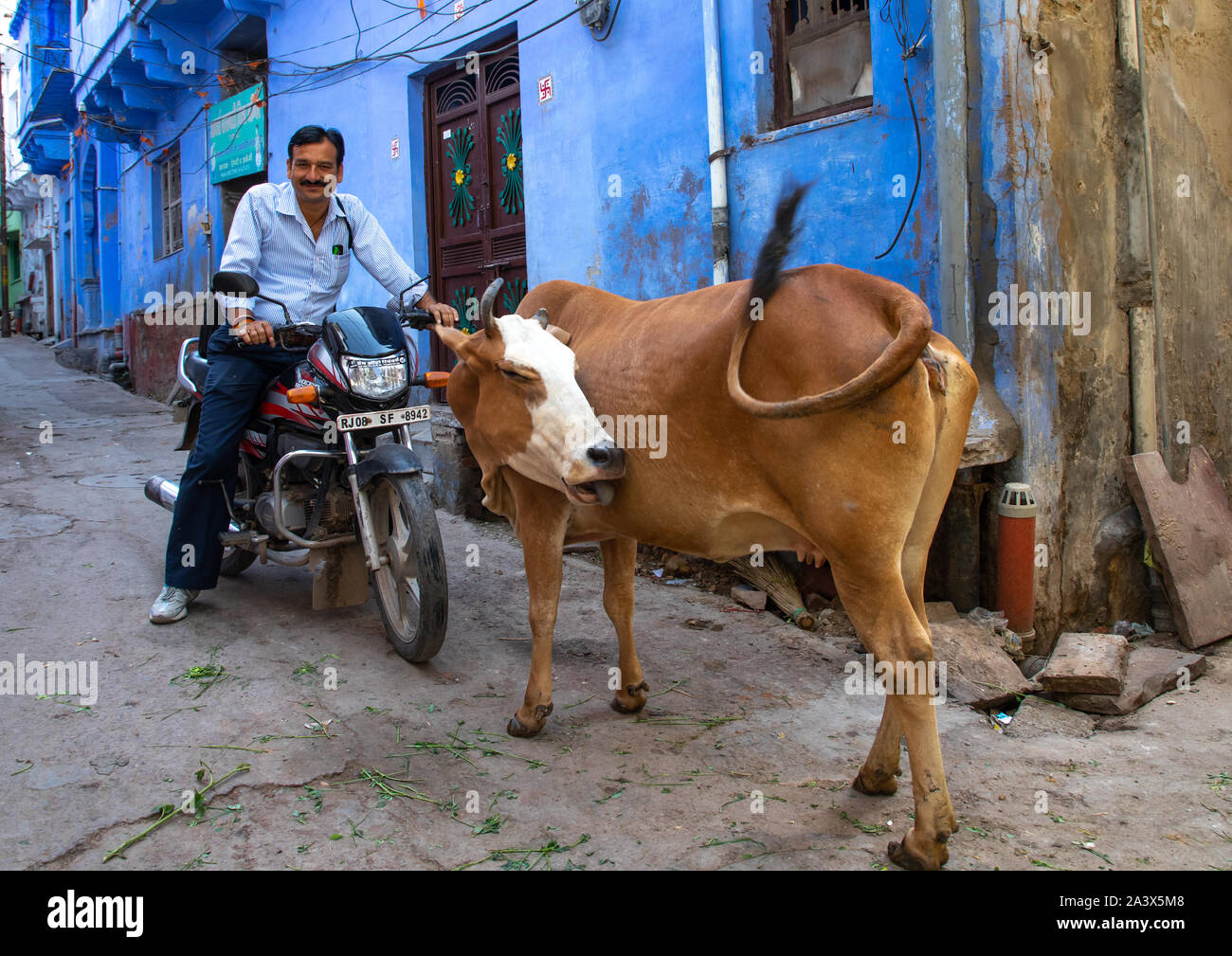 Indian man and a sacred cow hi-res stock photography and images - Alamy