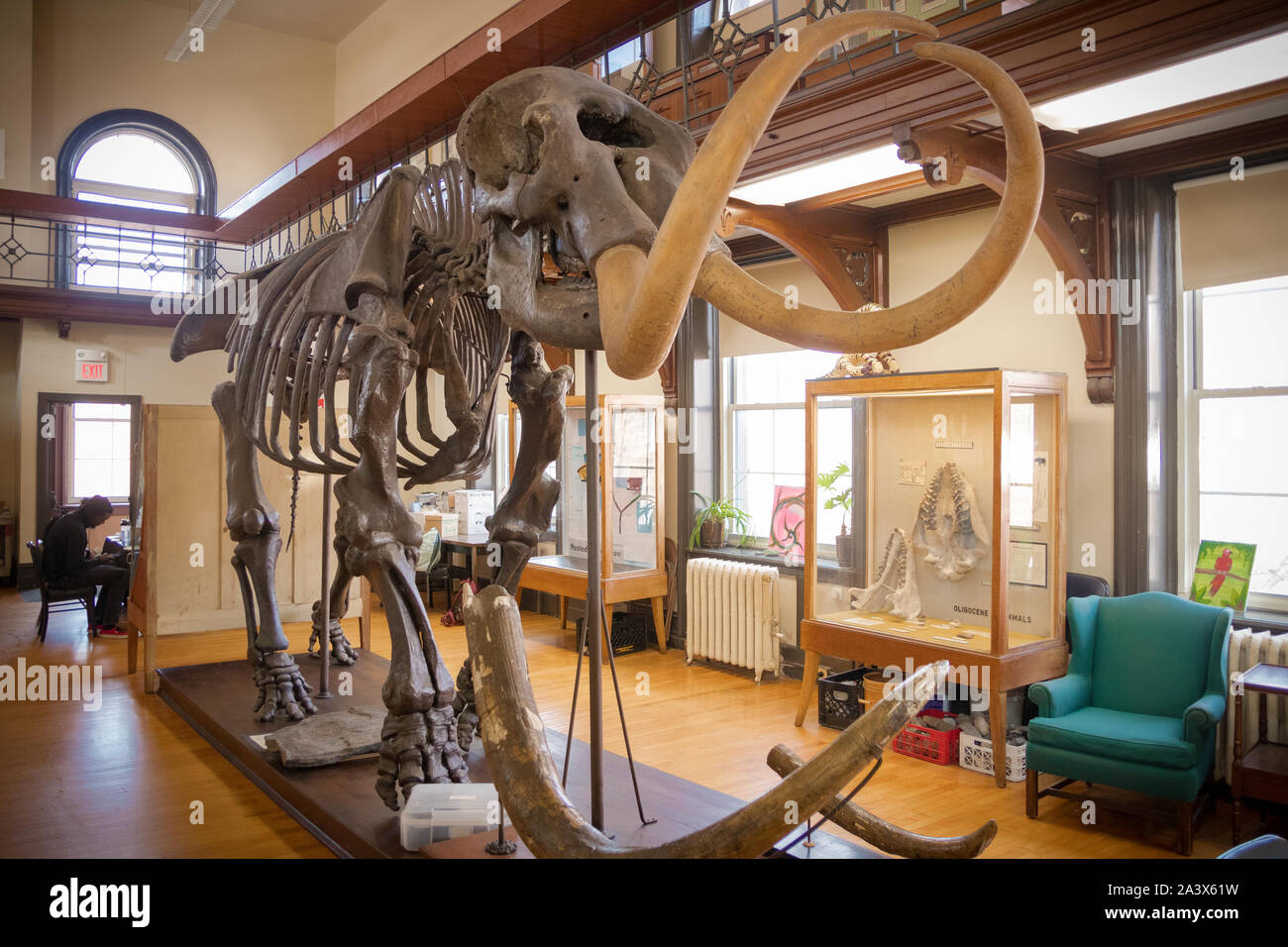 Mastodon mammoth hi-res stock photography and images - Alamy