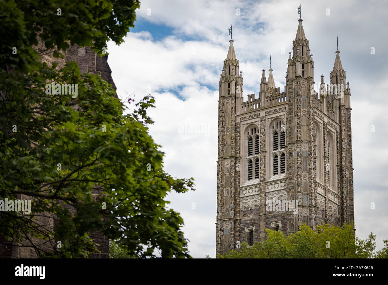 Cleveland Tower, Princeton University; ivy and greenery in foreground ...