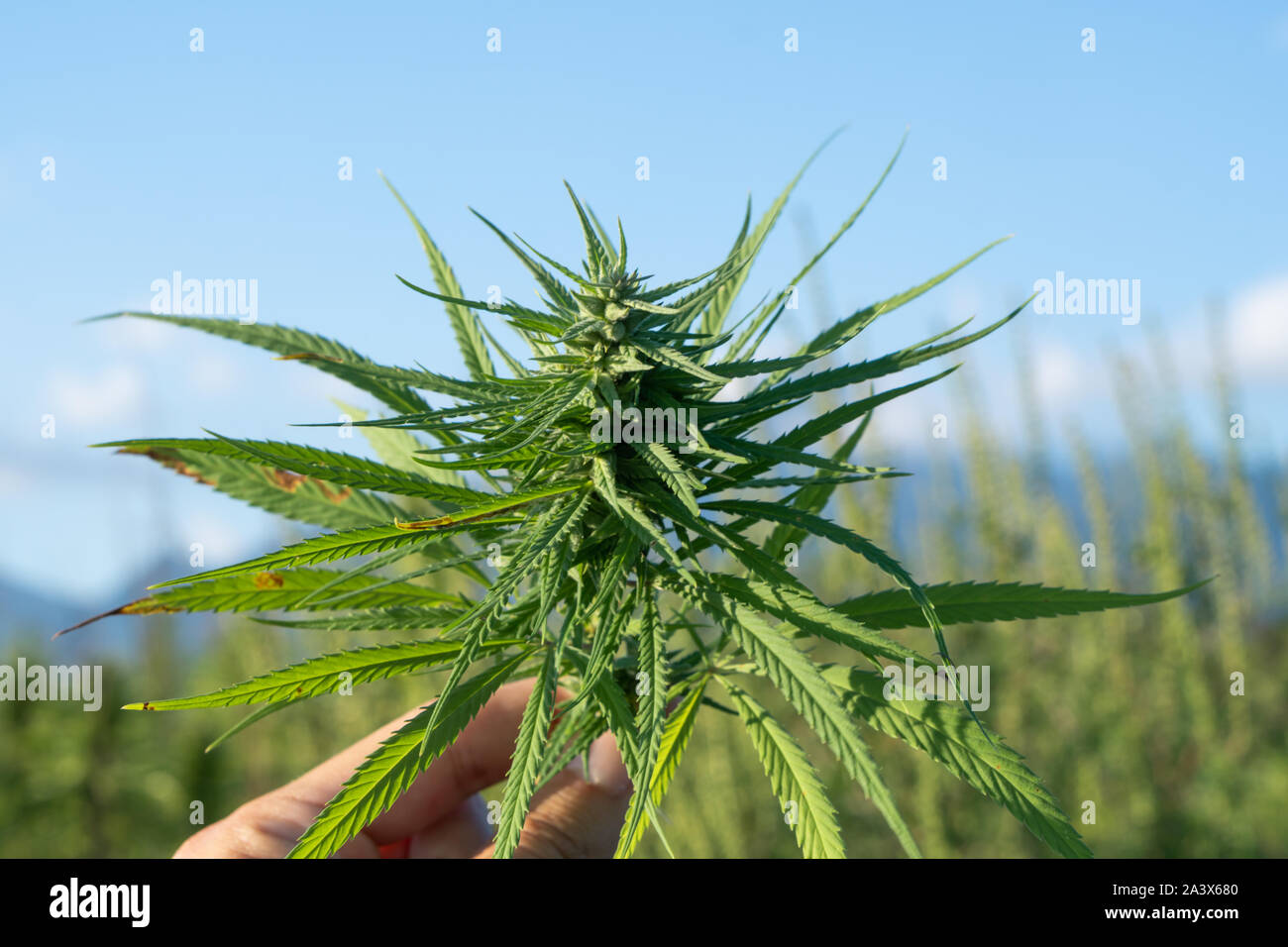 Photo of marijuana hi-res stock photography and images - Alamy