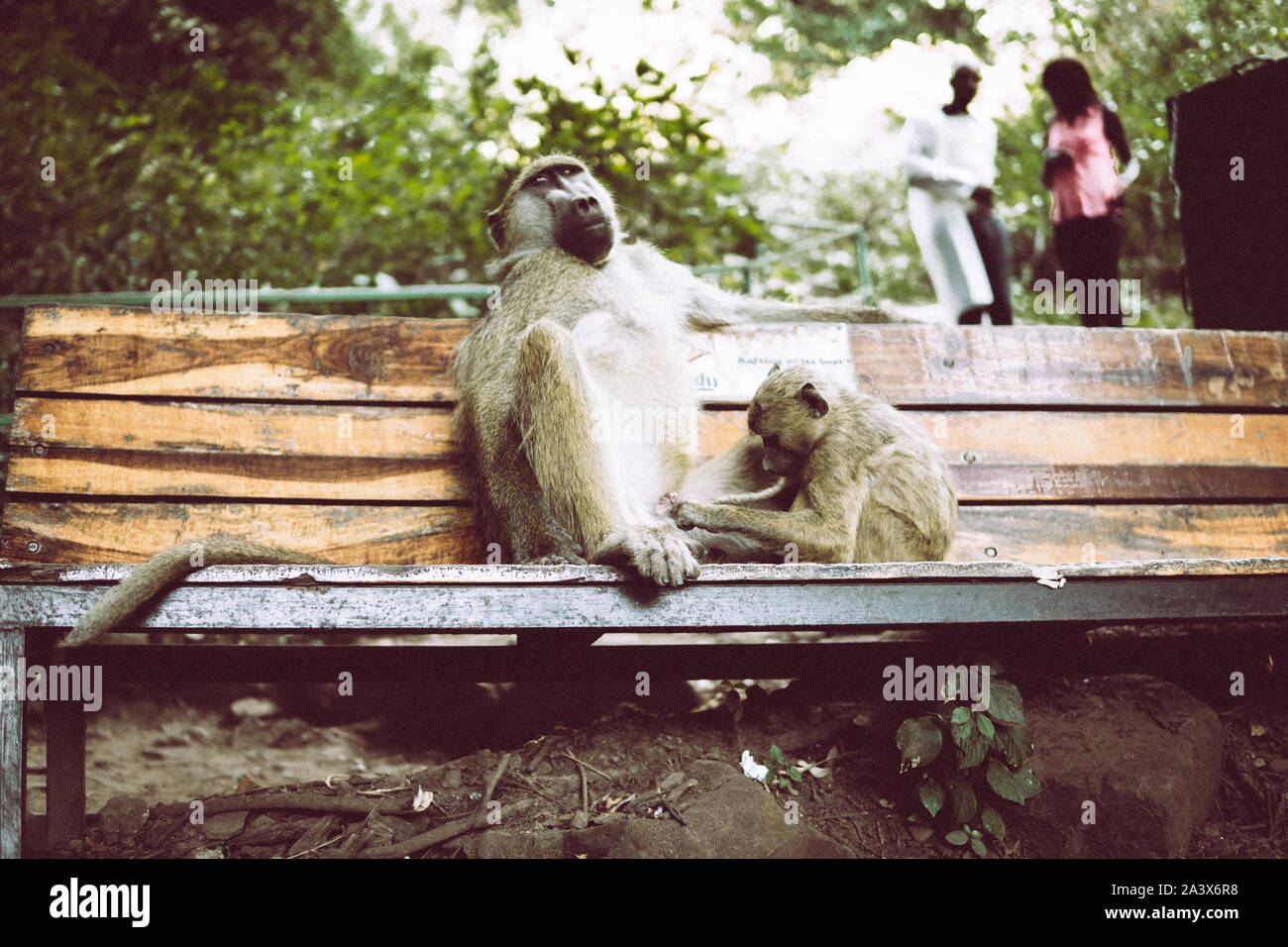 Delousing monkeys hi-res stock photography and images - Alamy