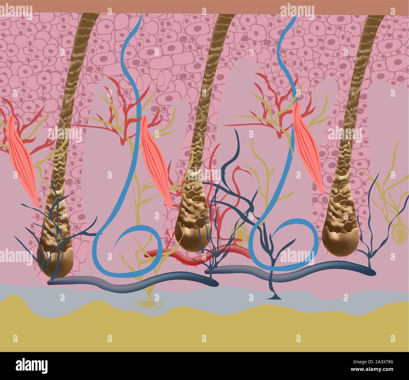 Structure and cycles of hair growth on a human head under a microscope ...