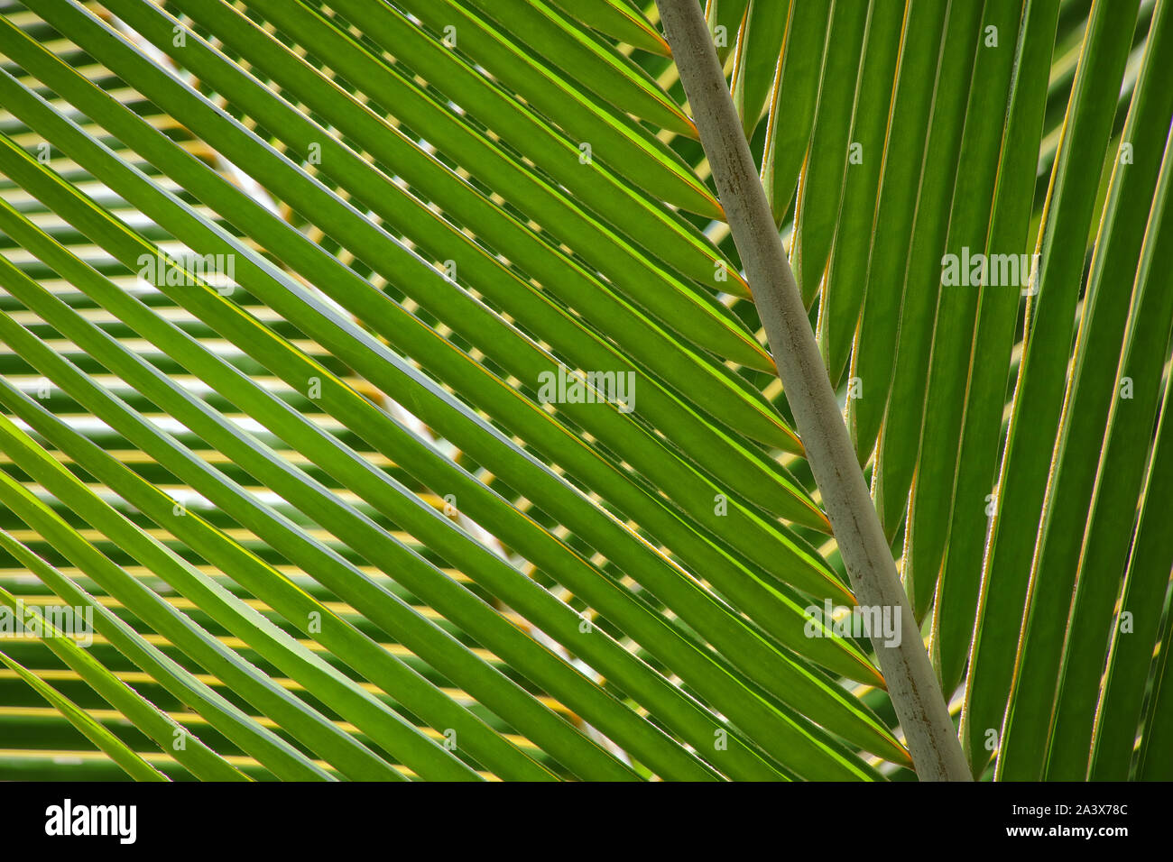 Close-up view of green palm tree leaf Stock Photo - Alamy