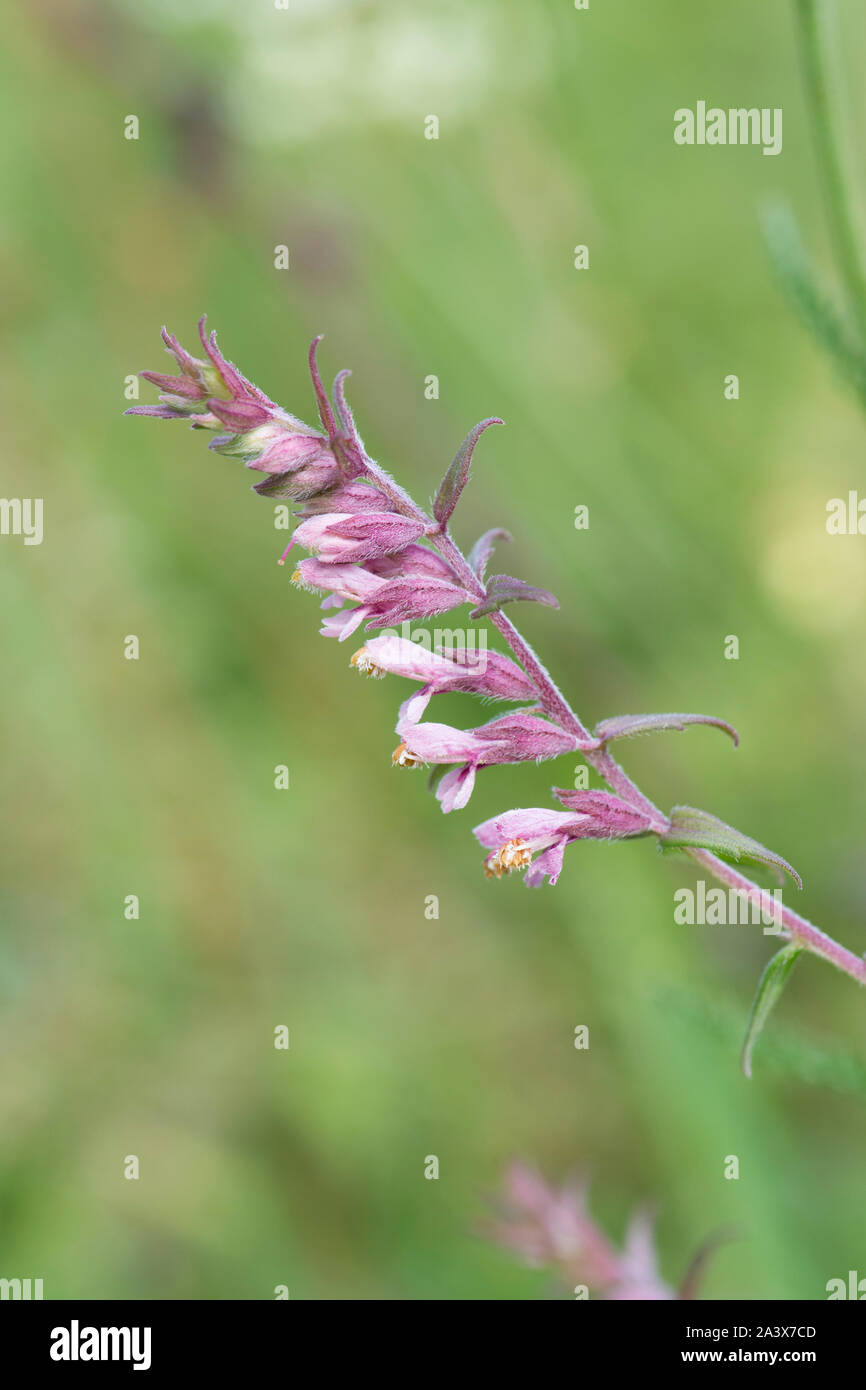 Red bartsia uk hi-res stock photography and images - Alamy