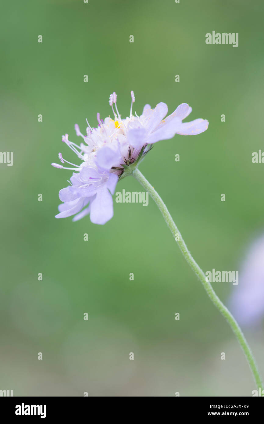 Small Scabious, Scabiosa columbaria, Levin Down, Sussex, UK, August ...