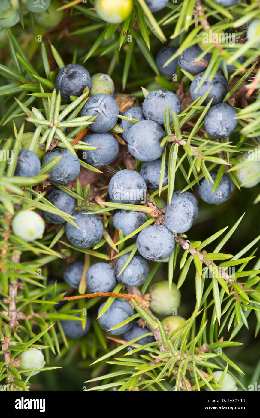 Juniper trees uk hi-res stock photography and images - Alamy