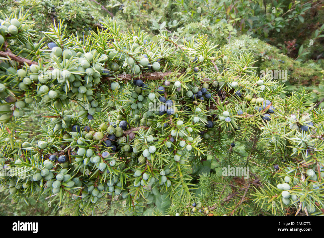 Juniper berries juniperus communis hi-res stock photography and images ...