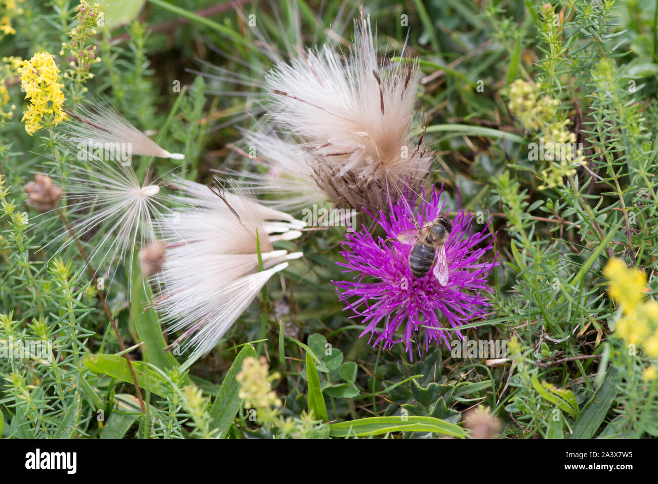 Dwarf Thistle, Stemless thistle, Cirsium acaule, bee feeding, Levin ...