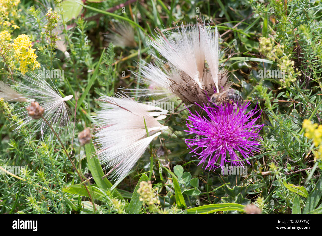 Dwarf Thistle, Stemless thistle, Cirsium acaule, bee feeding, Levin ...