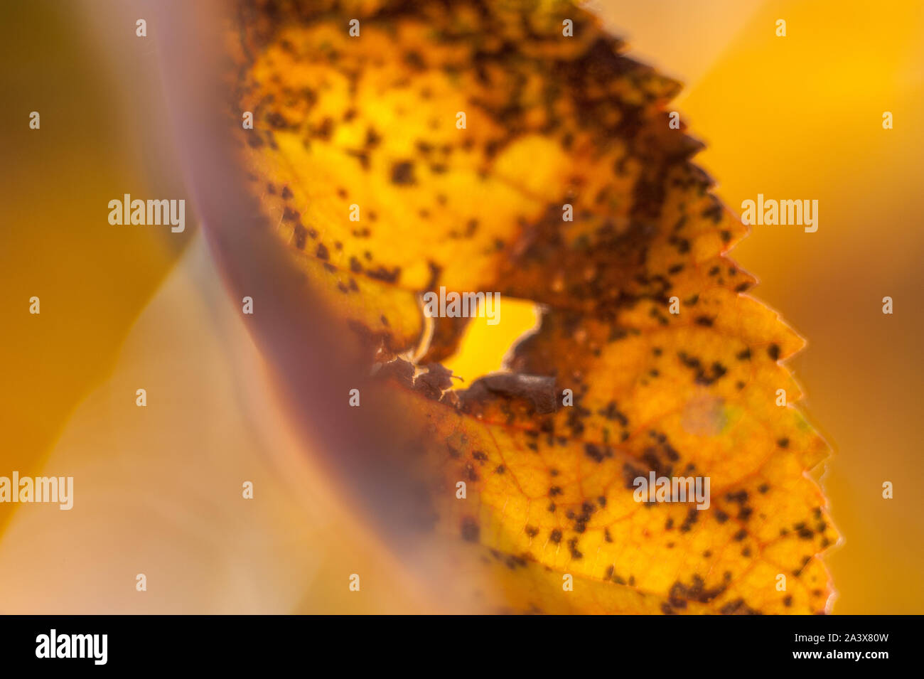 dying yellow leaf. Close-up. Abstract object. Dead leaves Stock Photo ...