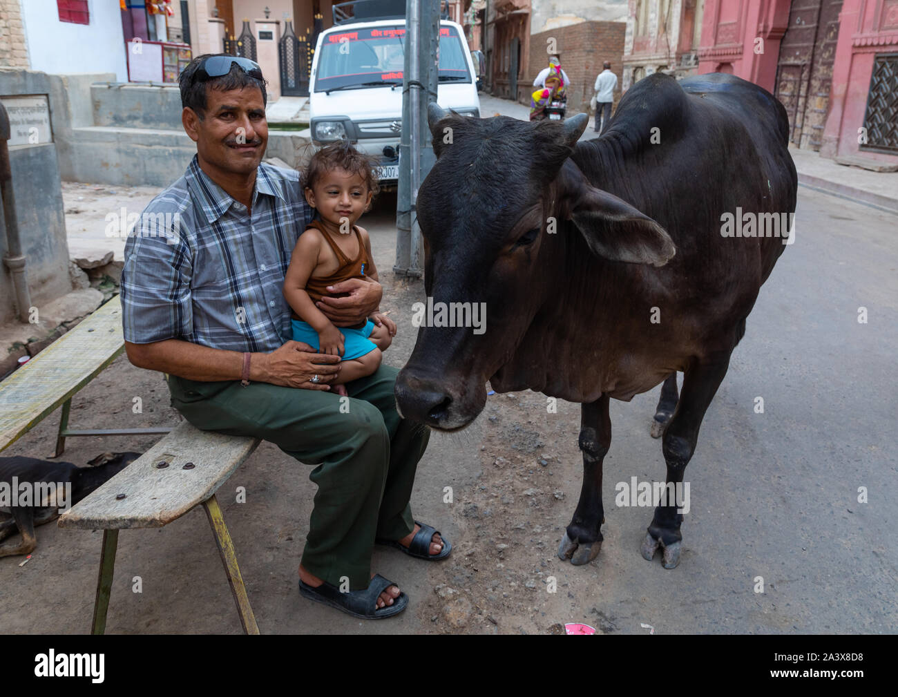 Indian man with his child with a cow in the street, Rajasthan, Bikaner ...