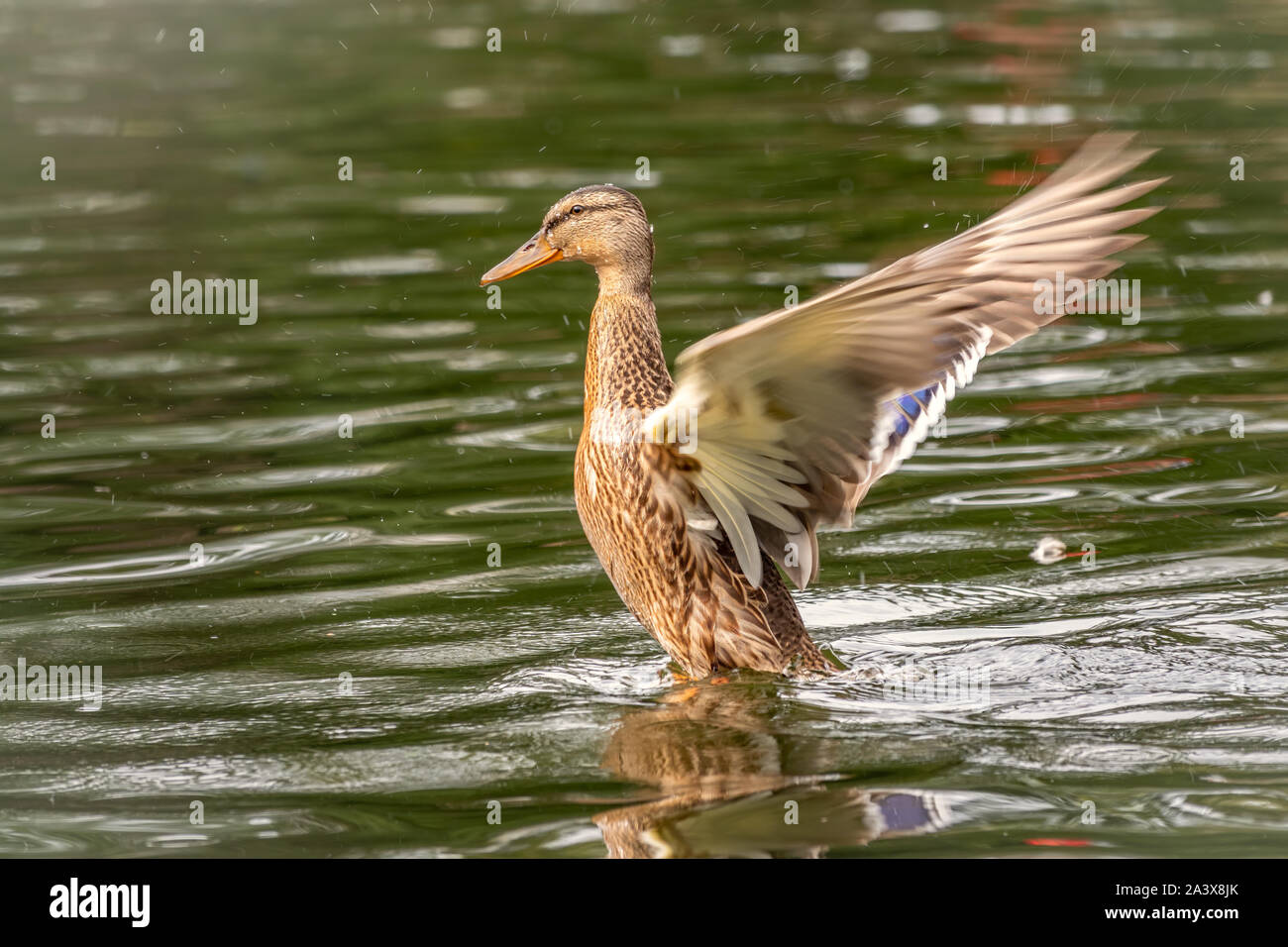 Mallard duck beak wide open hi-res stock photography and images - Alamy