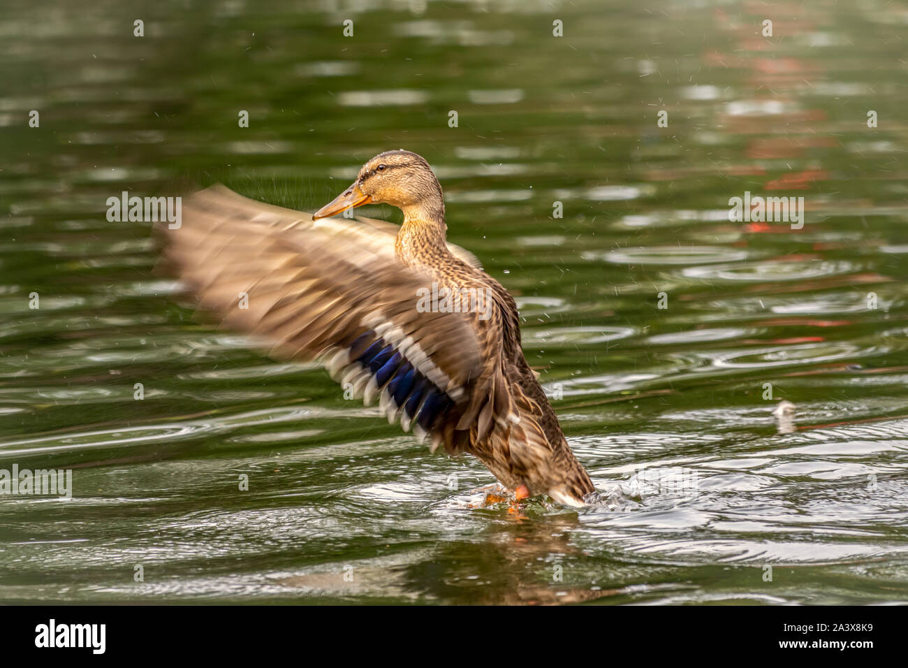 Mallard duck beak wide open hi-res stock photography and images - Alamy