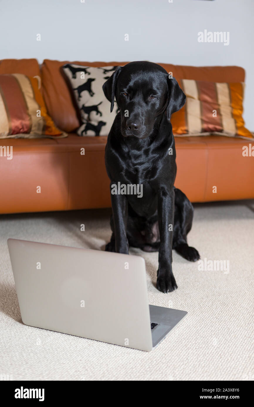 Black labrador technology hi-res stock photography and images - Alamy