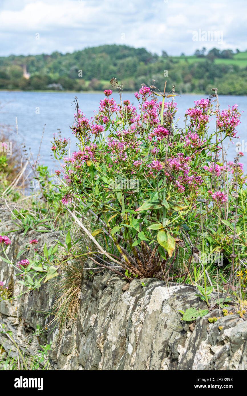 Opportunistic growth hi-res stock photography and images - Alamy