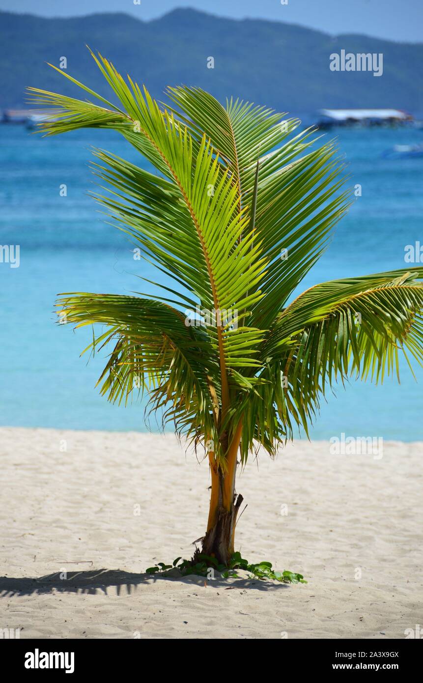 The view of the palm tree on the beach Stock Photo - Alamy