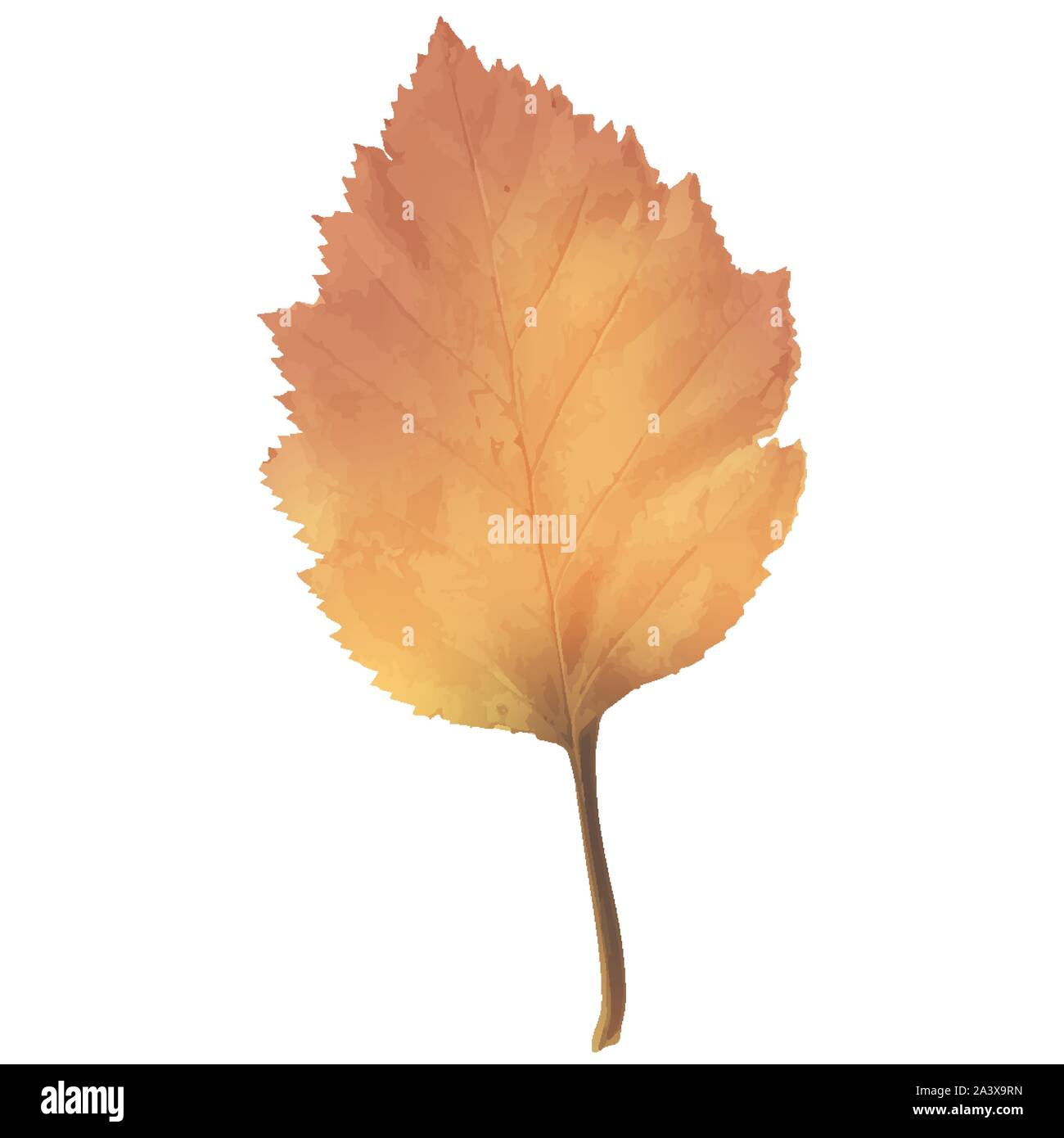 Gray alder tree Stock Vector Images - Alamy
