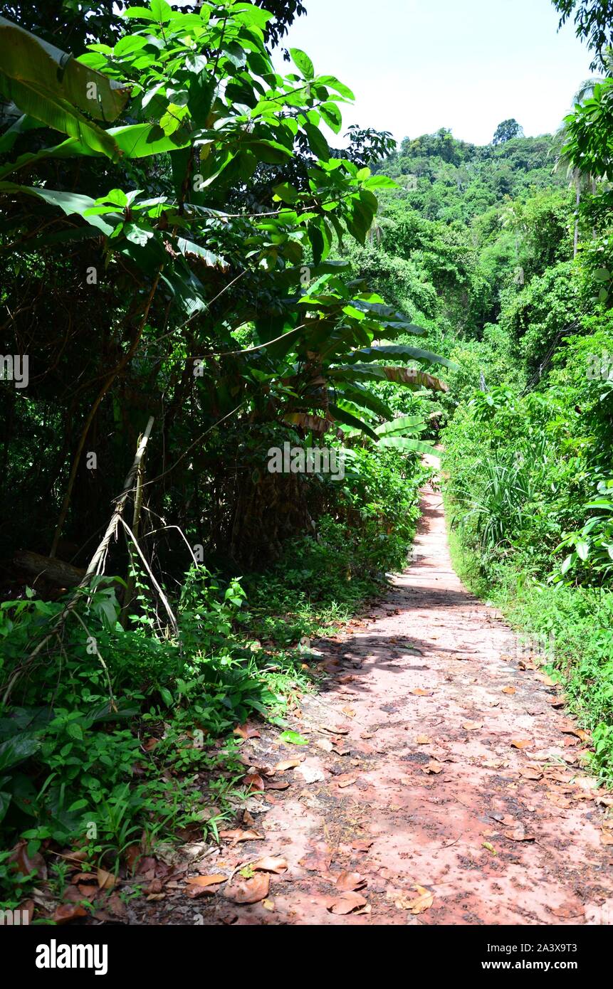 The view of the jungle and hidden path Stock Photo - Alamy