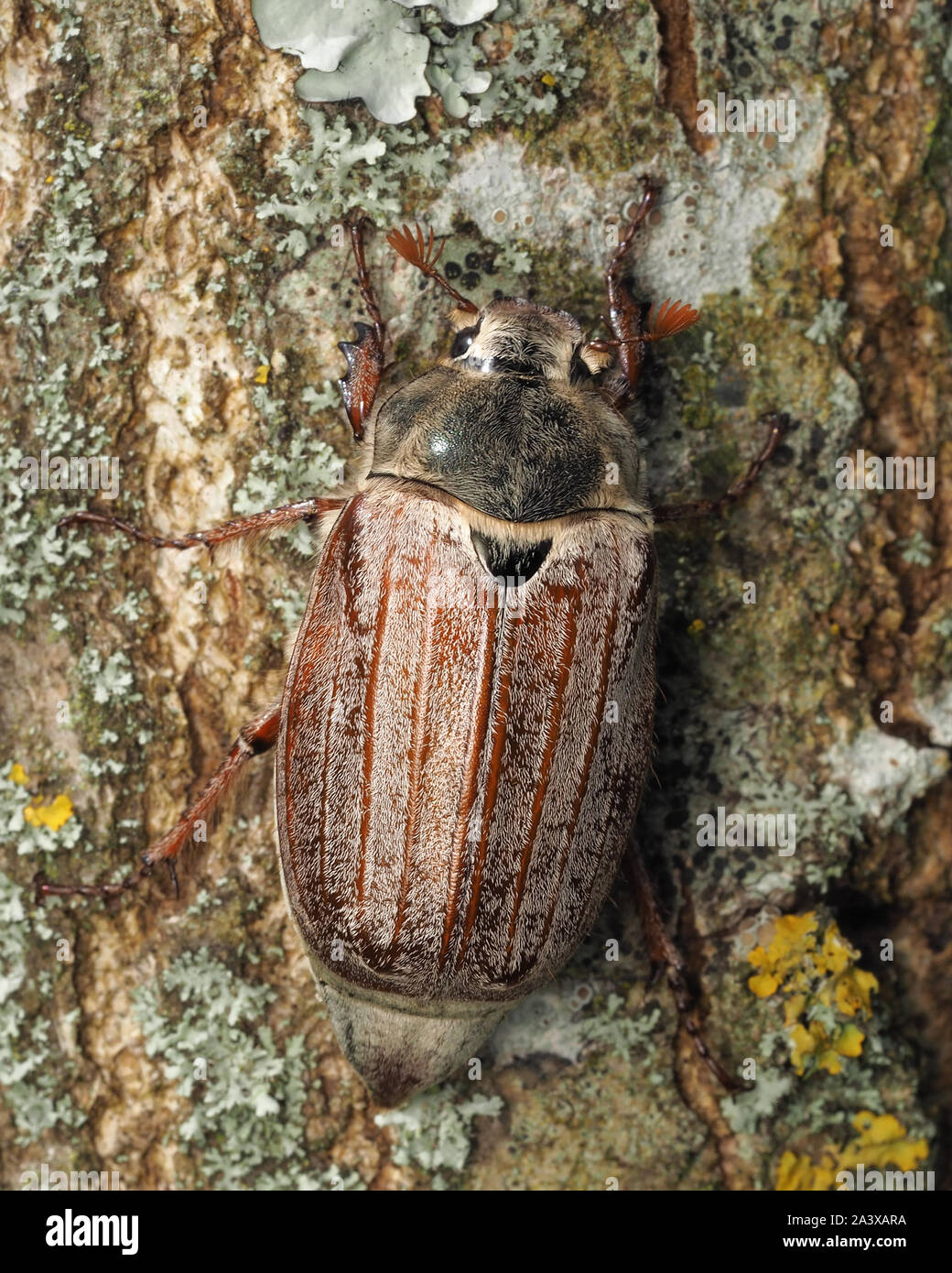 Common Cockchafer (Melolontha melolontha) resting on lichen covered ...